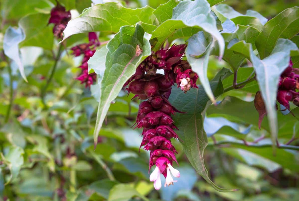 Arbre aux faisans (Leycesteria formosa) : culture et entretien - Le ... Arbre aux faisans (Leycesteria formosa) : culture et entretien - Le ...