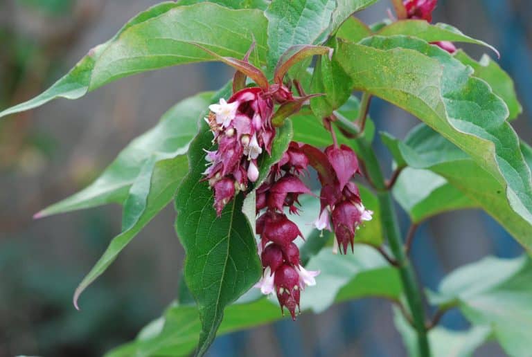 Arbre aux faisans (Leycesteria formosa) : culture et entretien - Le ... Arbre aux faisans (Leycesteria formosa) : culture et entretien - Le ...